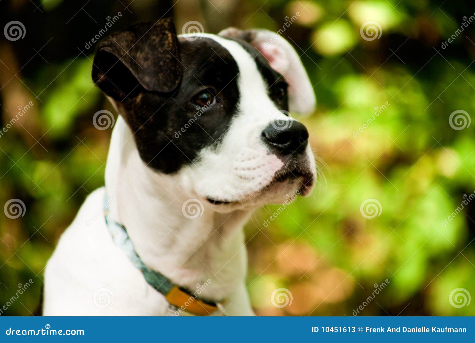 The dog hears something stock image. Image of obedience - 10451613