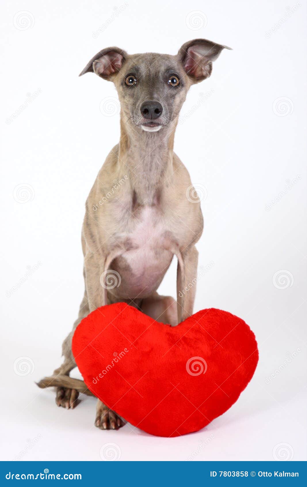 Dog with heart stock photo. Image of love, nice, valentin - 7803858
