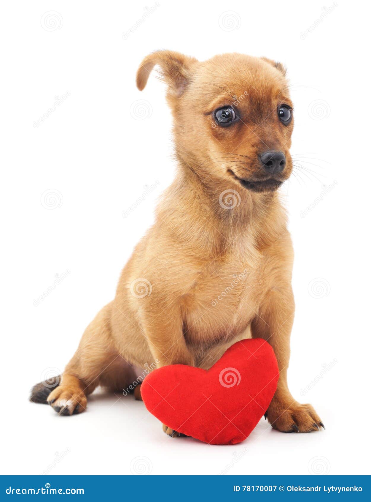 Dog with heart. stock image. Image of braun, young, holds - 78170007
