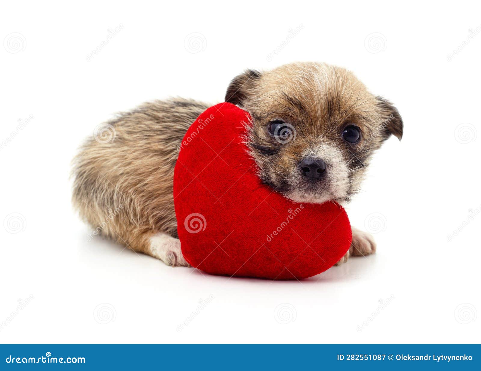 Dog with heart stock image. Image of pets, small, background - 282551087