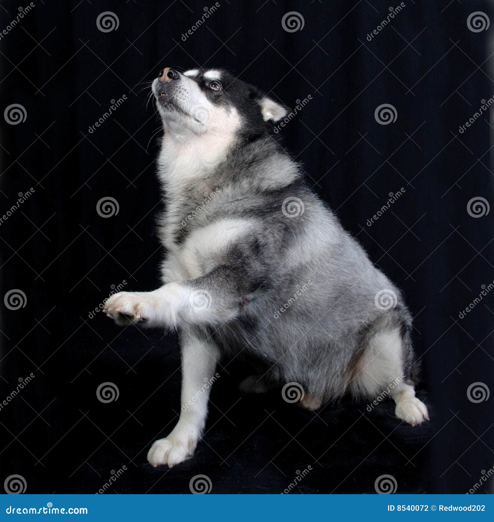 Dog Hello stock photo. Image of animal, friends, animals - 8540072