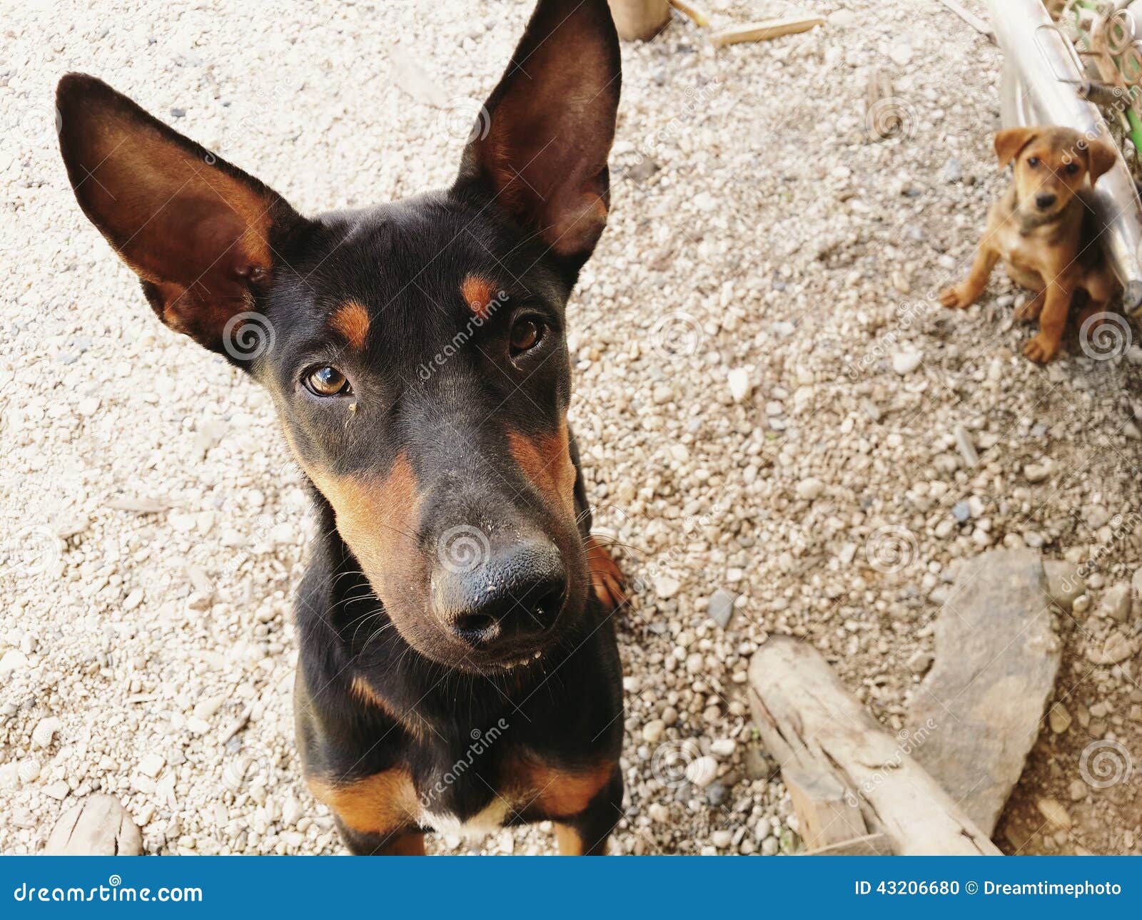 Dog stock photo. Image of offspring, animal - 43206680