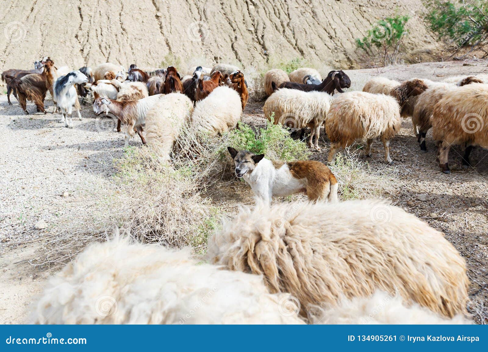Dog with Herd of Sheep on the Mountain Pasture Stock Image - Image of ...