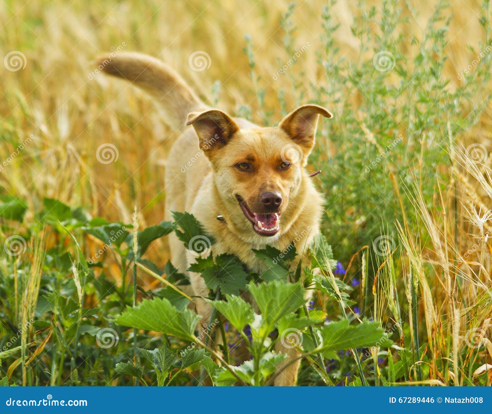 Dog Hiding in the Bushes and High Grass Stock Photo - Image of hiding ...