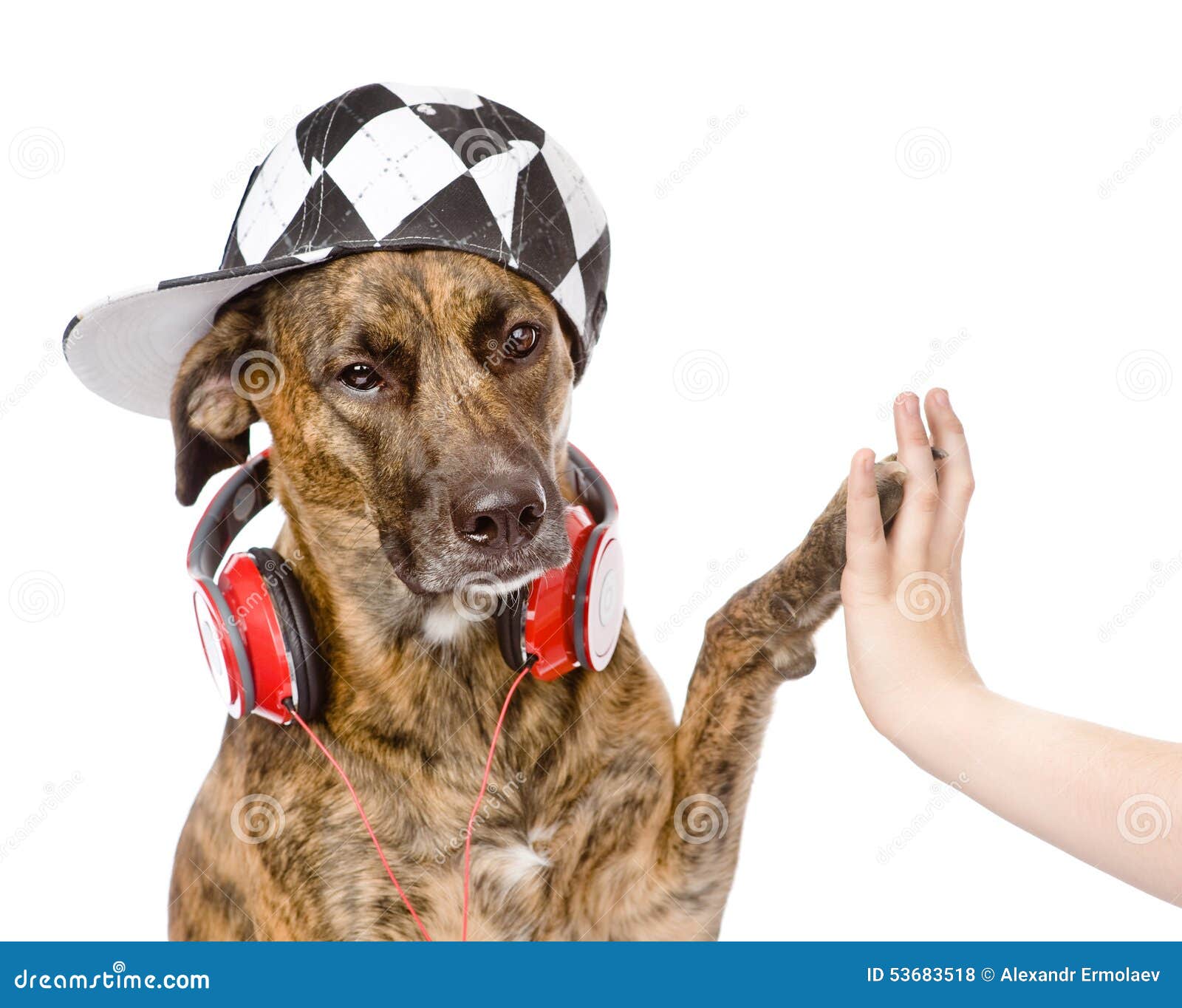 Dog High Five with Male Hand. Isolated on White Background Stock Photo ...