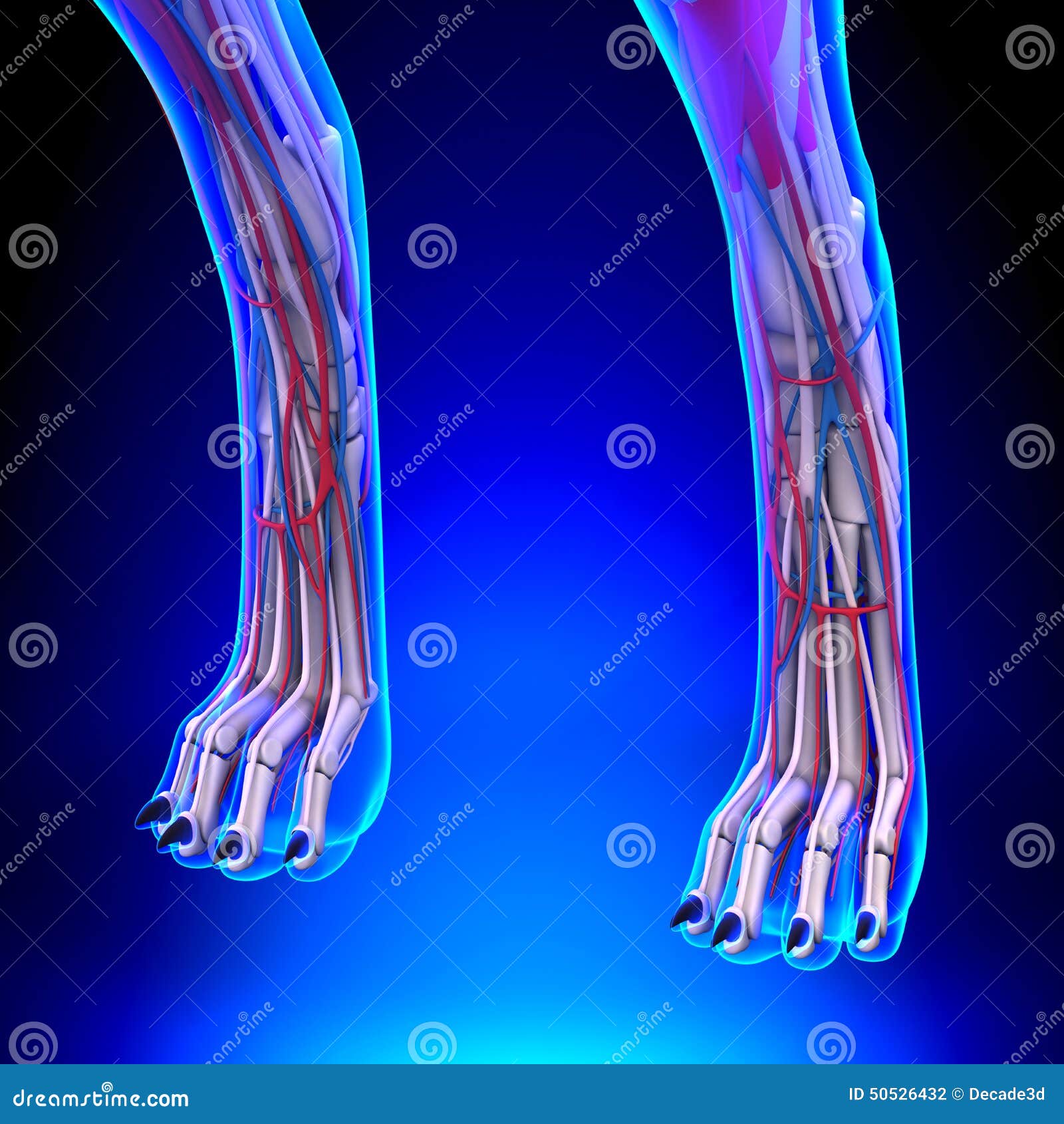Cat Hind Legs Anatomy Bones Stock Image | CartoonDealer.com #53355055