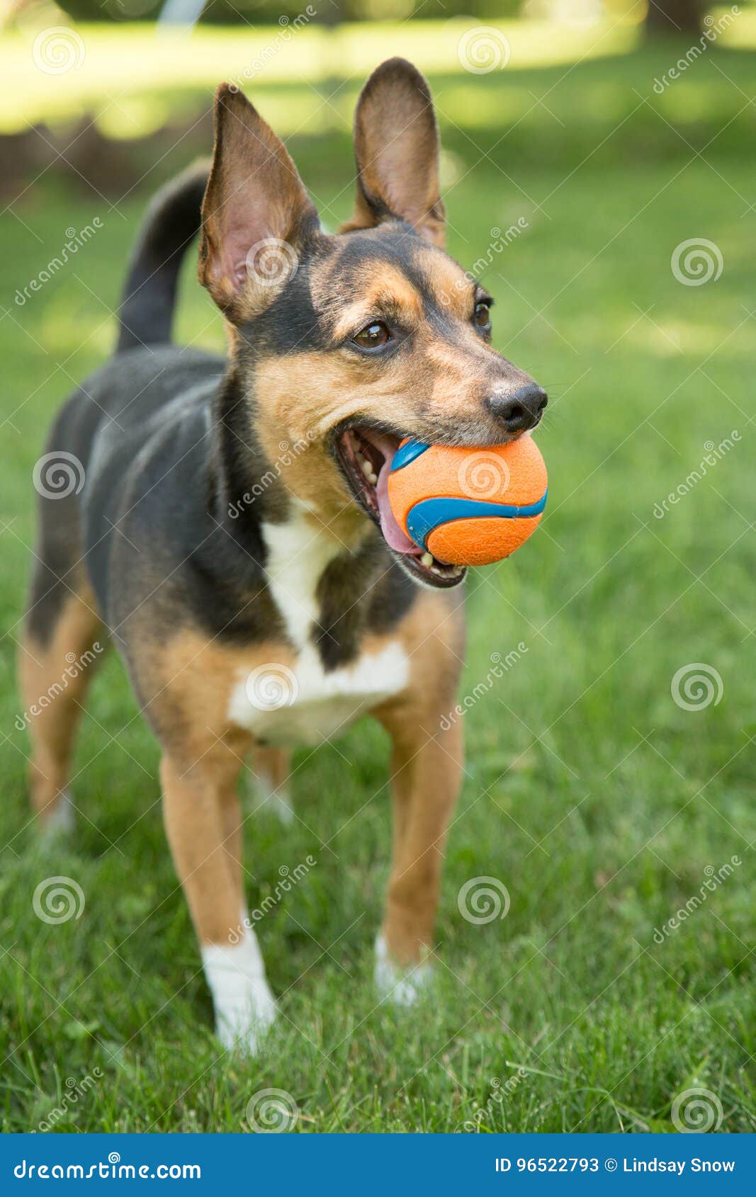 A Dog and His Ball stock image. Image of portrait, puppy - 96522793