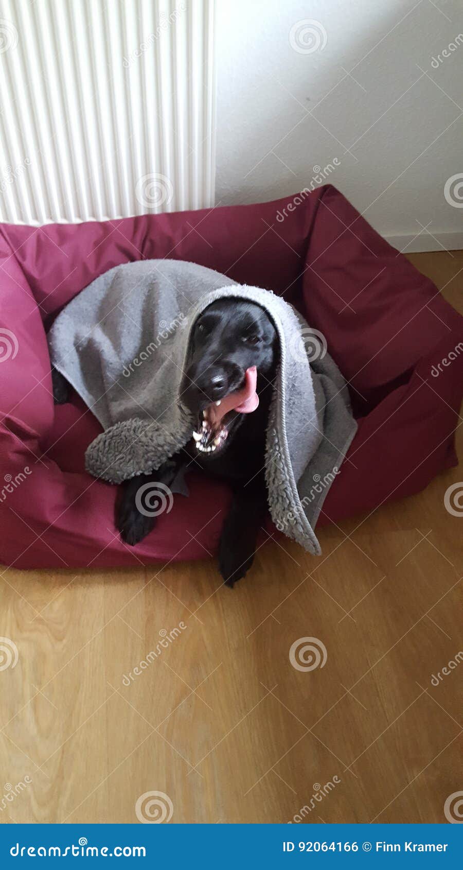 Dog in his barsket stock photo. Image of funny, barsket - 92064166