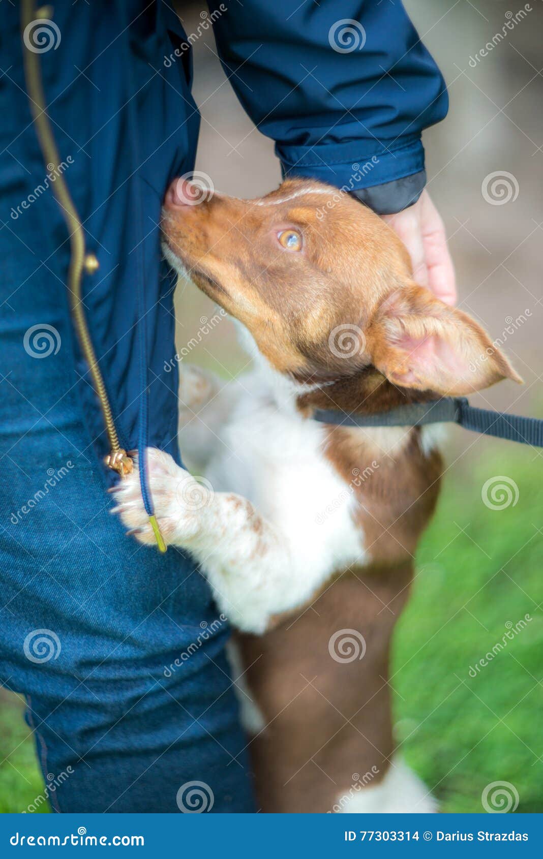 Dog and his master stock photo. Image of little, canine - 77303314