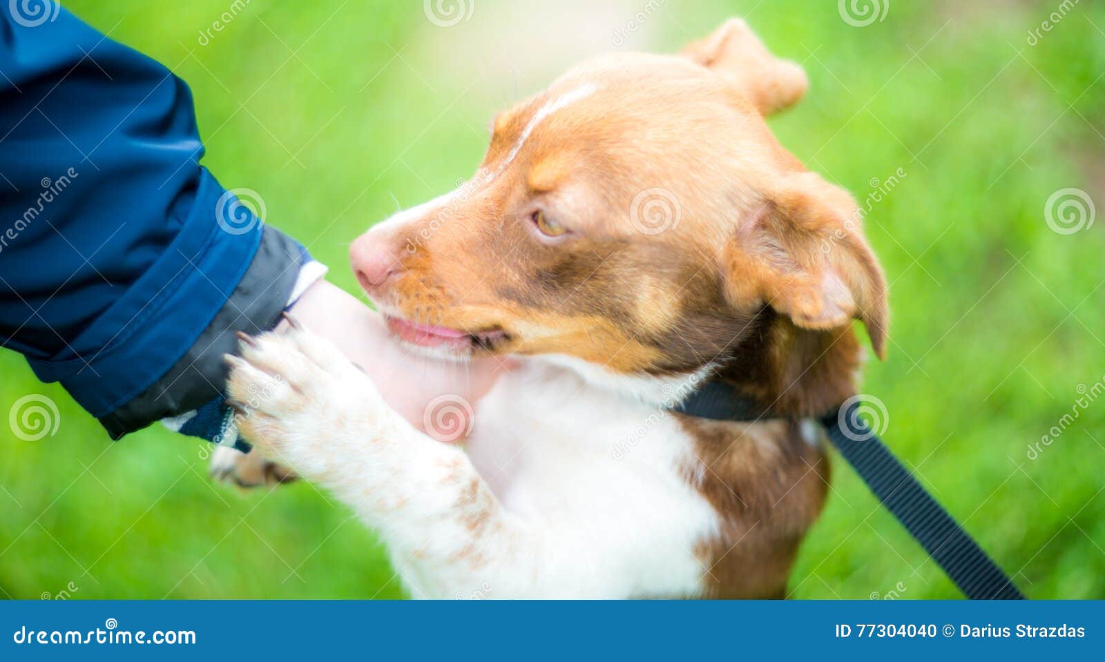 Dog and his master stock photo. Image of master, puppy - 77304040