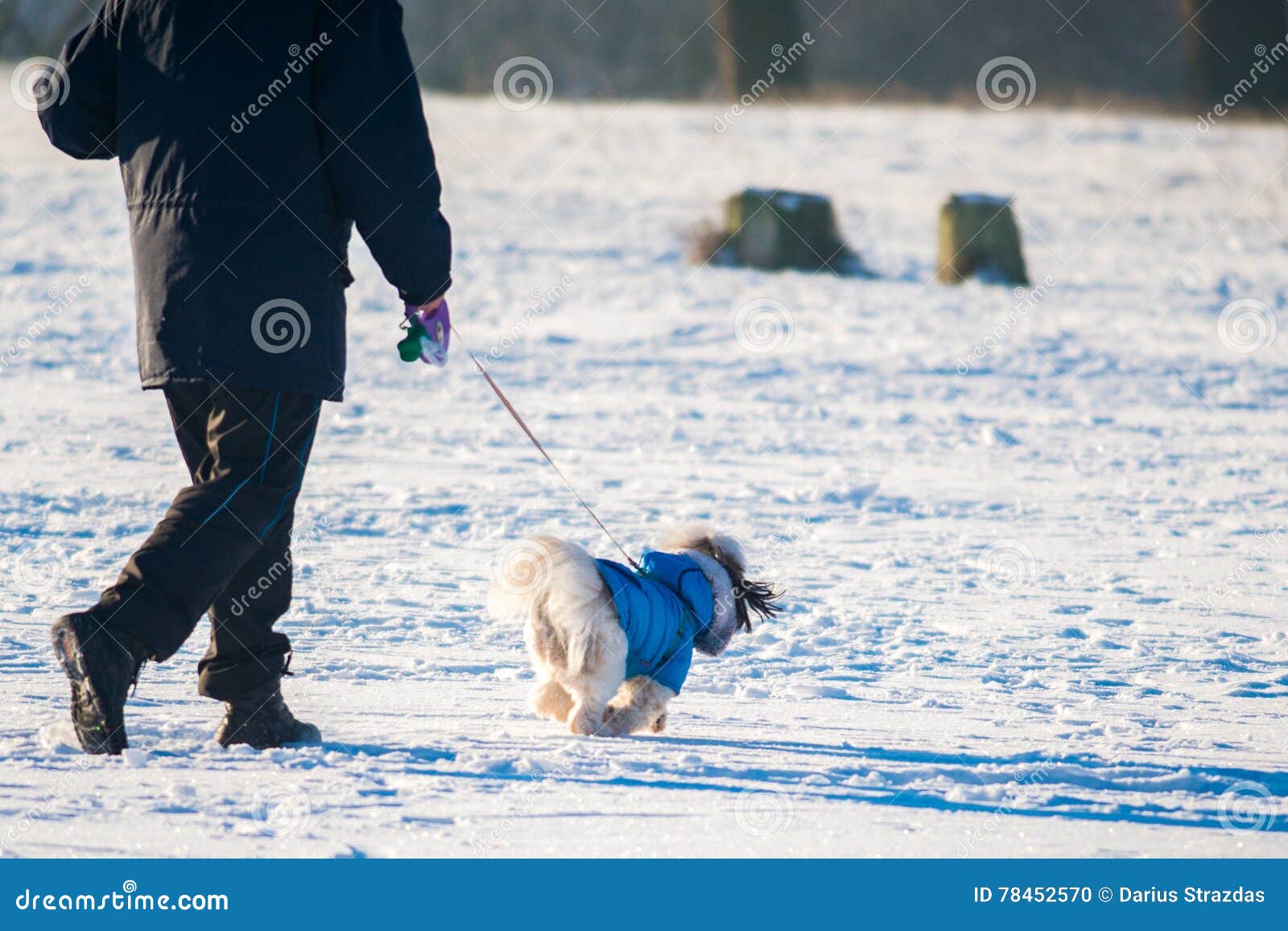 Dog and his master stock photo. Image of animal, watching - 78452570