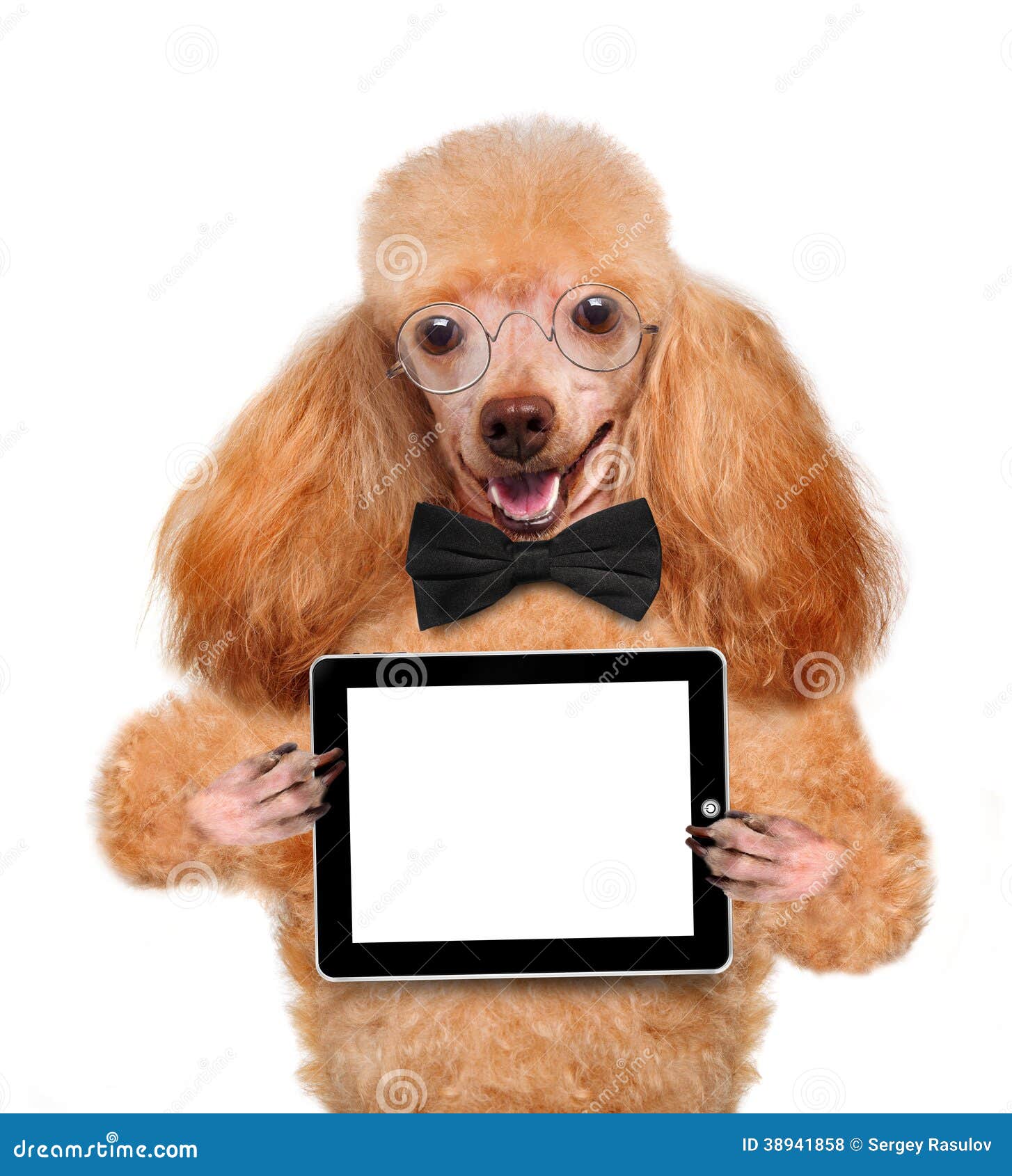 Dog Holding a Blank Tablet Pc Stock Photo - Image of blanket, dinner ...