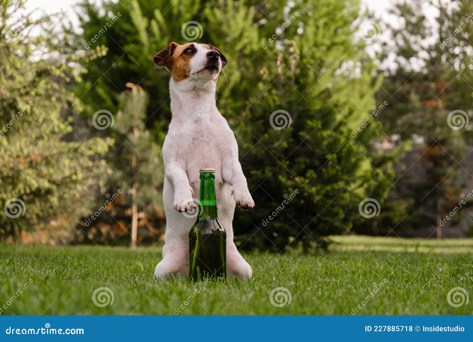 Dog Holding a Bottle of Beer Outdoors. Stock Photo - Image of foam ...