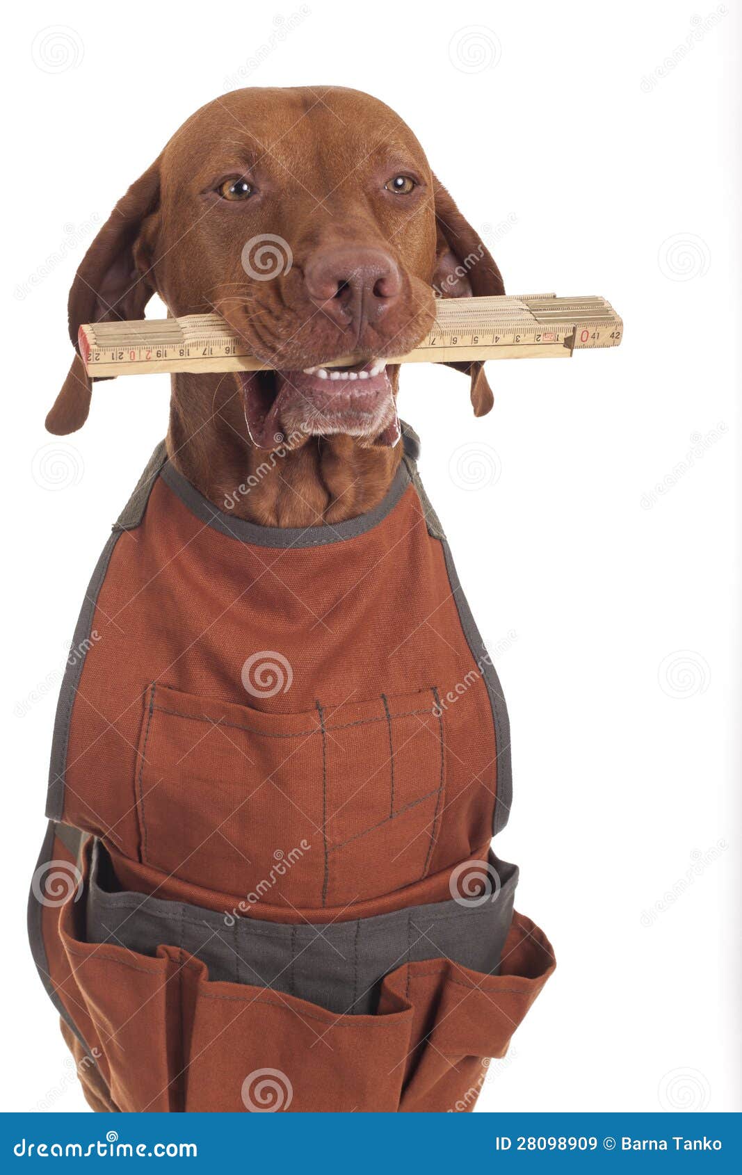 Dog Holding Folding Ruler in Mouth Stock Image - Image of vizsla ...