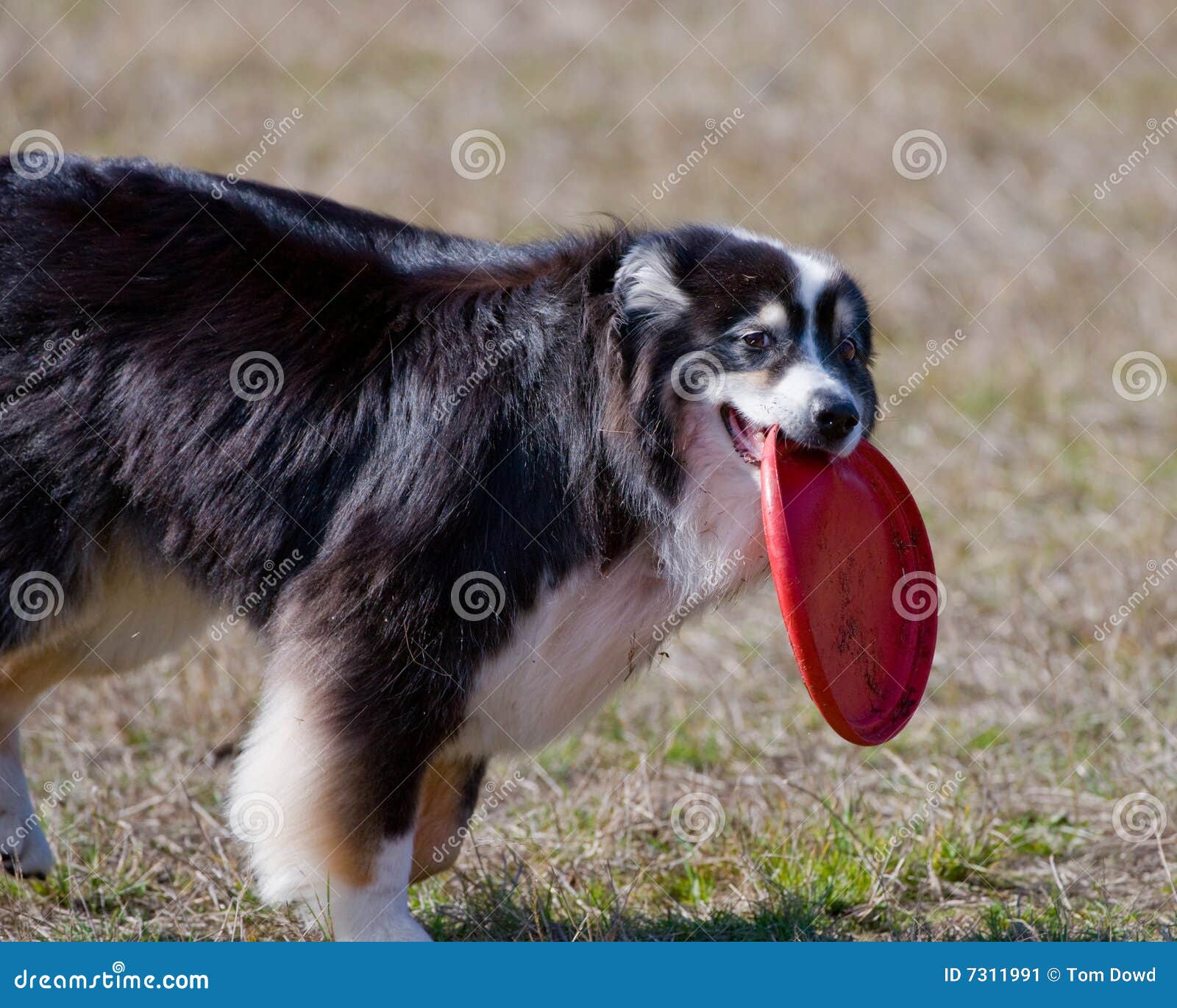 Dog Holding Frisbee in Mouth Stock Image - Image of haired, flying: 7311991