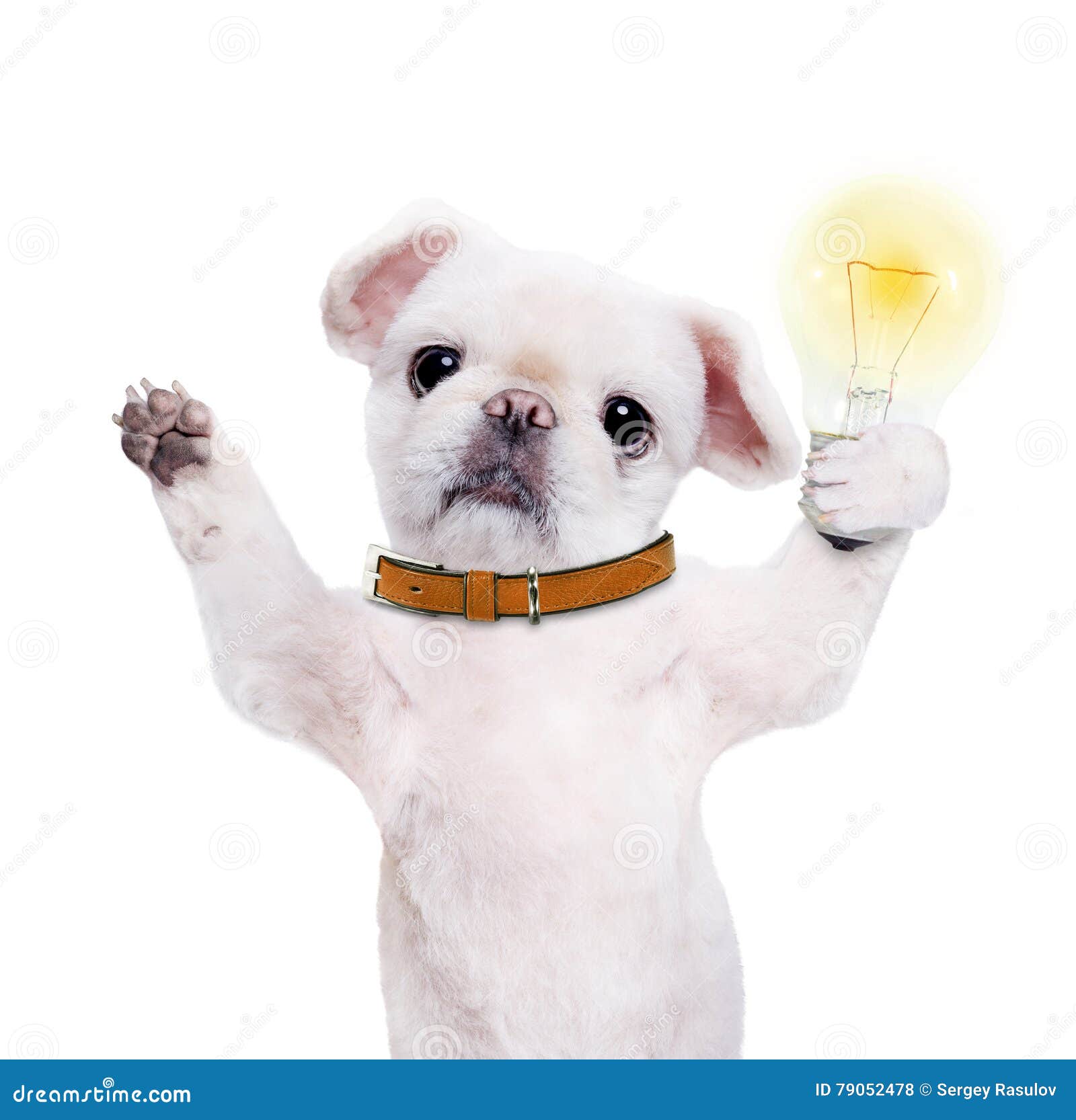 Dog Holding a Glowing Light Bulb. Stock Photo - Image of light, hold ...