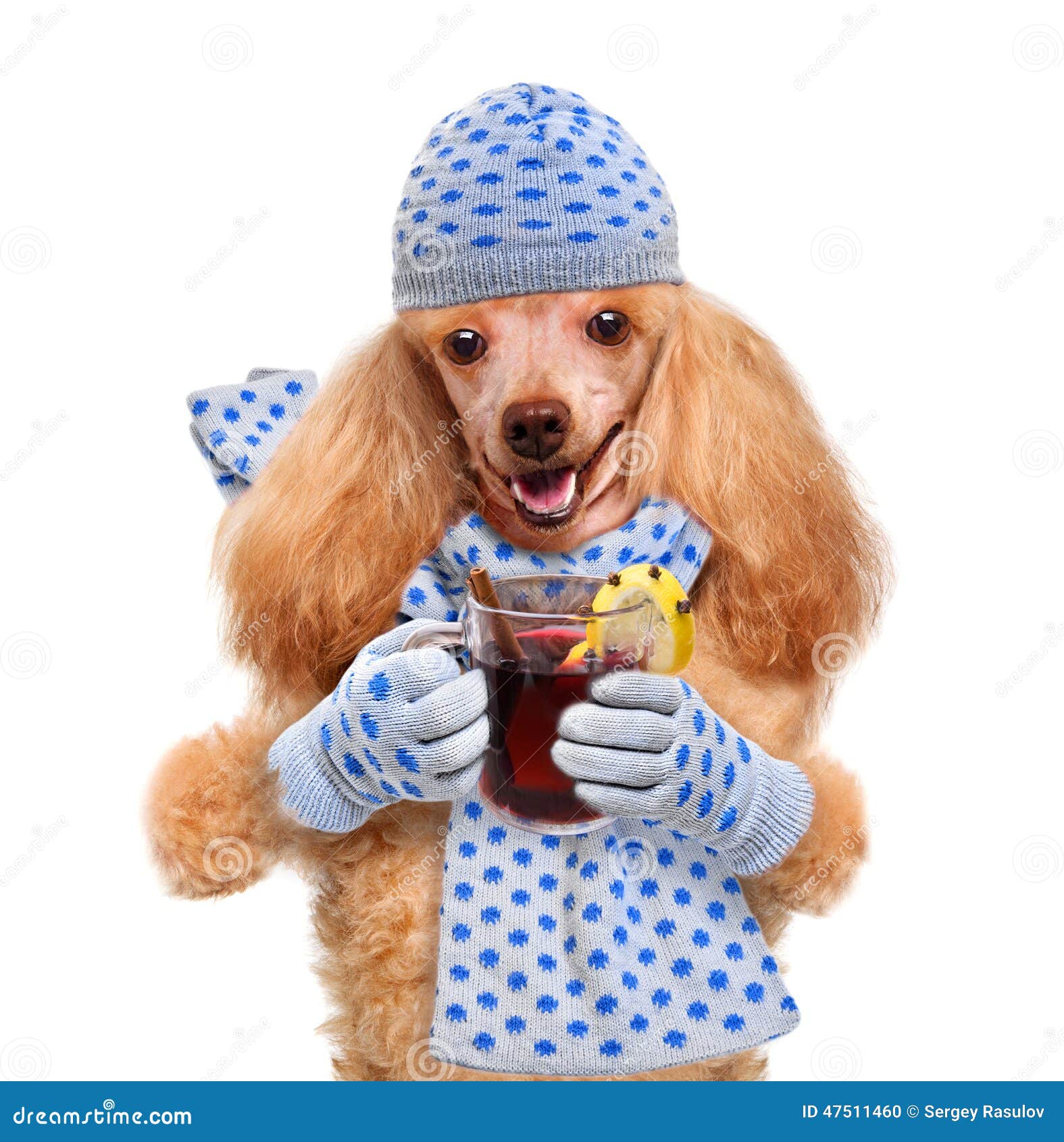 Dog Holding in the Paws of Mulled Wine. Stock Photo - Image of mulled ...