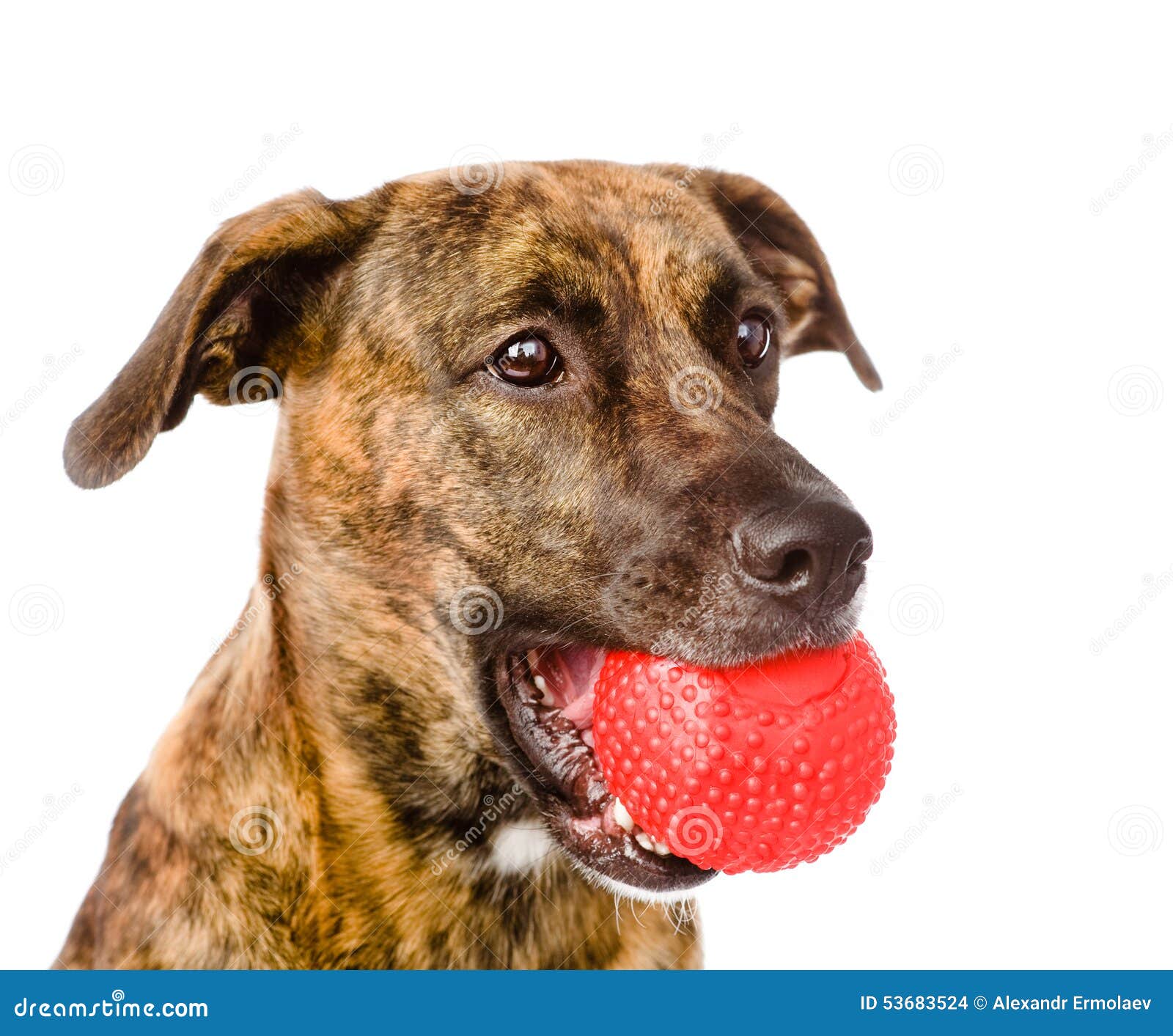 Dog Holding Red Ball. Isolated on White Background Stock Photo - Image ...