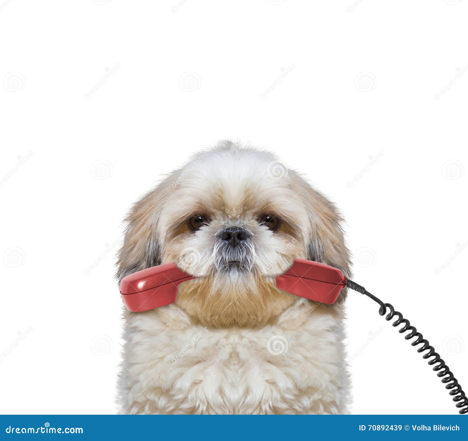 Dog Holds the Phone in Its Mouth Stock Image - Image of mobile, gossip ...