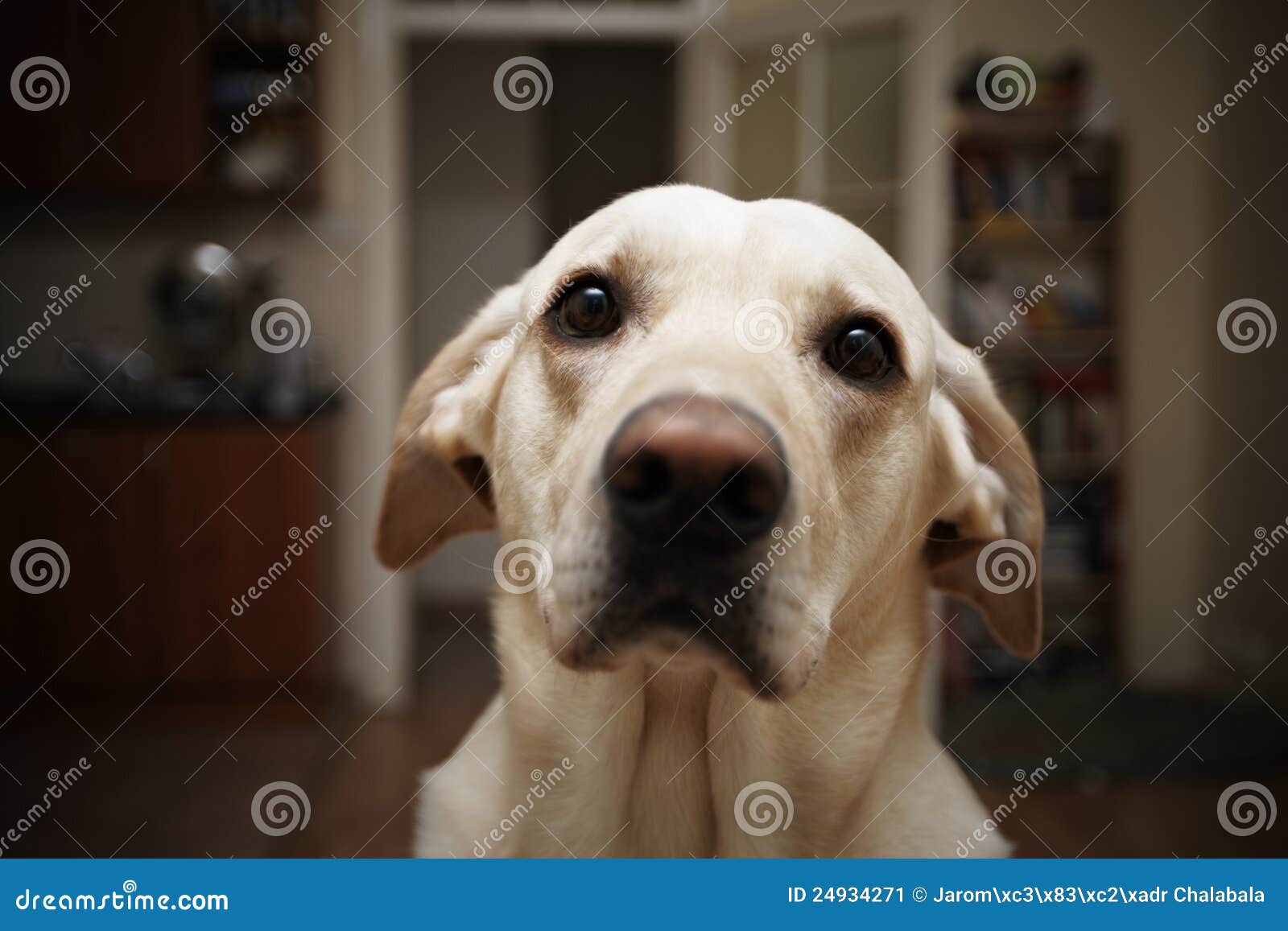 Dog at home stock image. Image of interior, indoors, beauty - 24934271