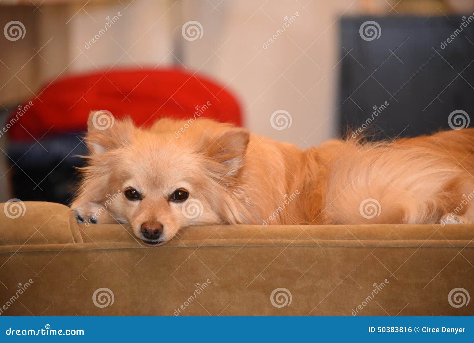 Dog at Home stock photo. Image of pomeranian, back, ginger - 50383816