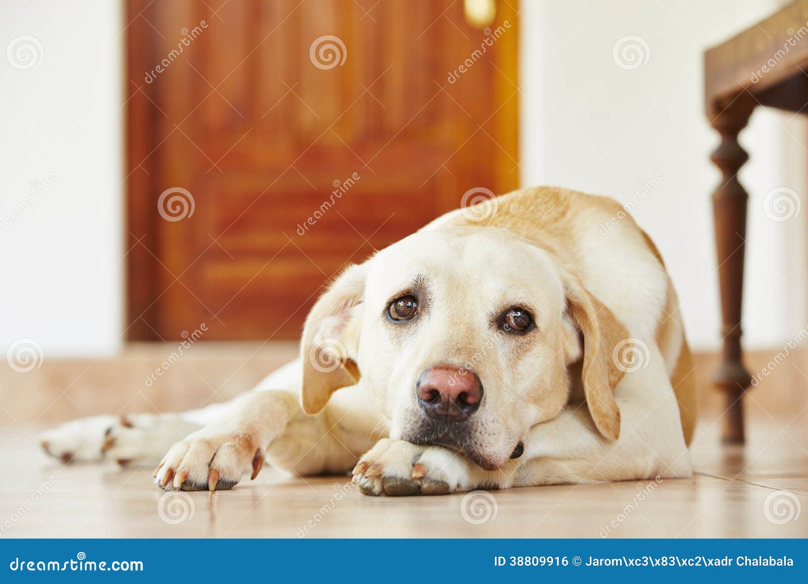 Dog at home stock photo. Image of obedience, desire, labrador - 38809916