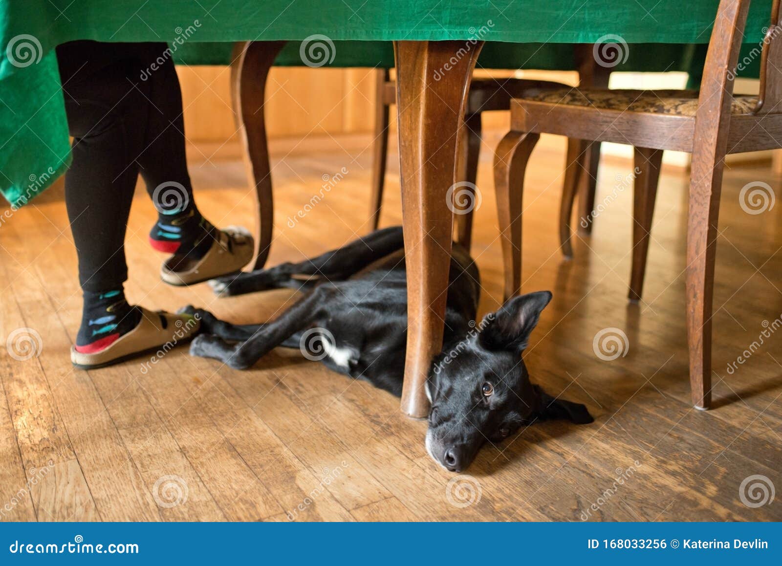 Dog stock foto. Image of leugen, honds, levensonderhoud - 168033256