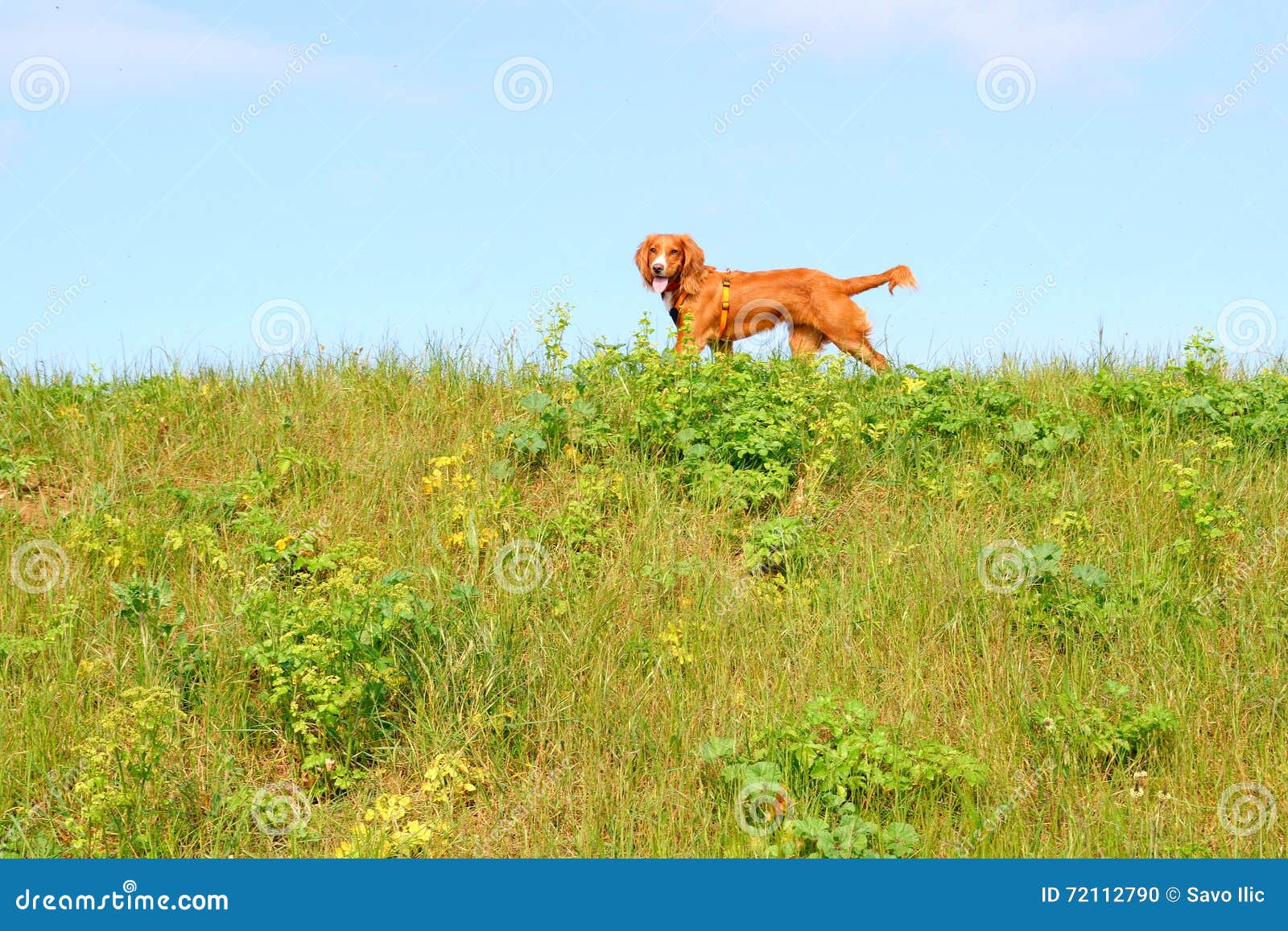 Dog on a horizon stock photo. Image of spaniel, horizon - 72112790