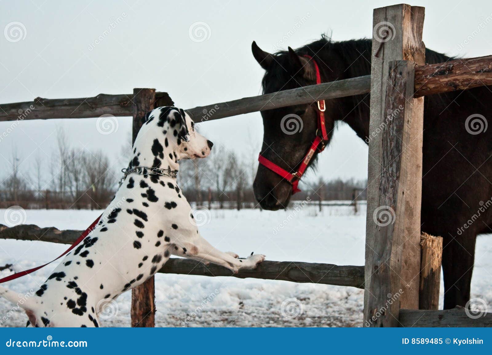 Dog and horse stock image. Image of wood, farm, dalmatian - 8589485