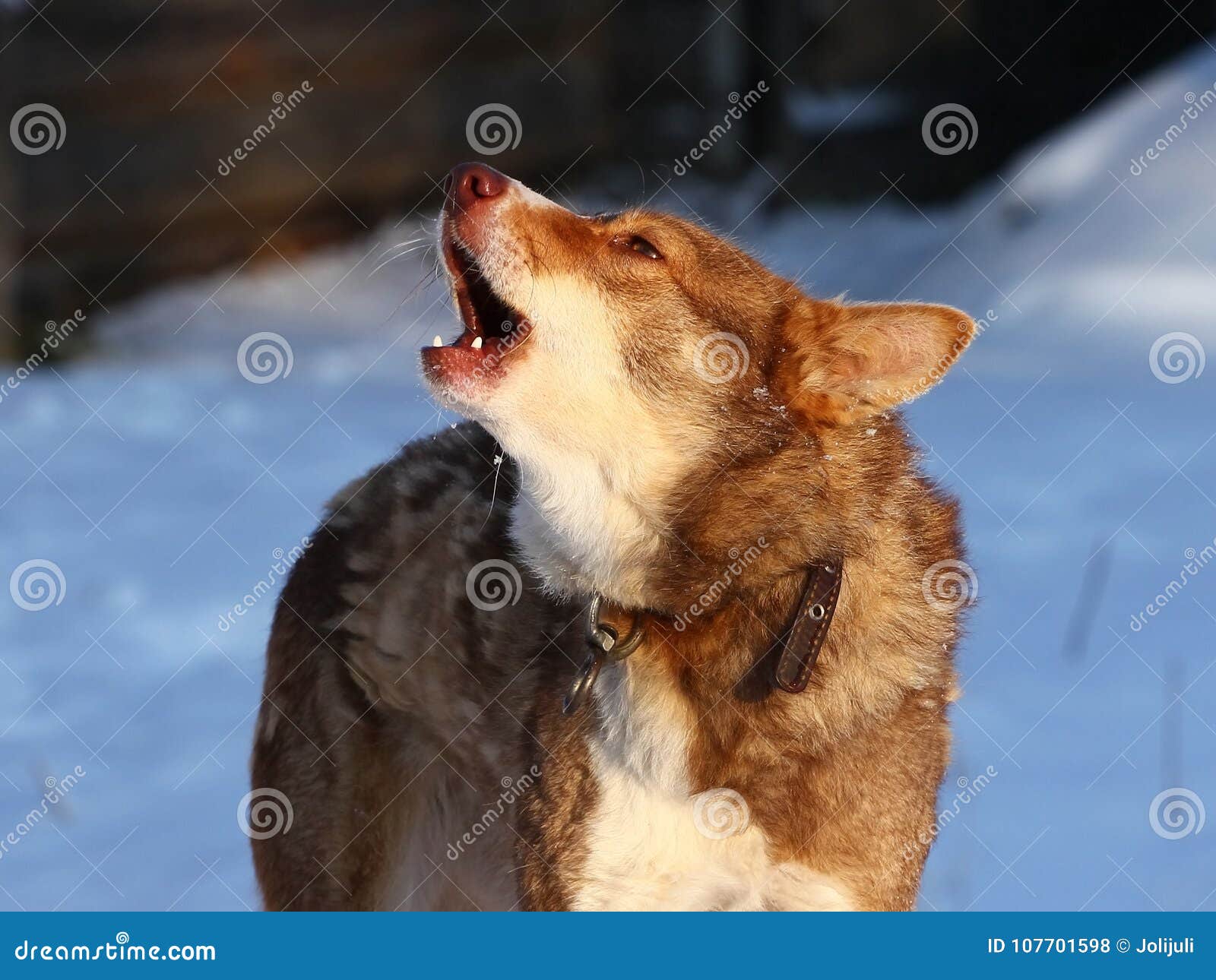 Dog howling stock photo. Image of wails, countryside - 107701598