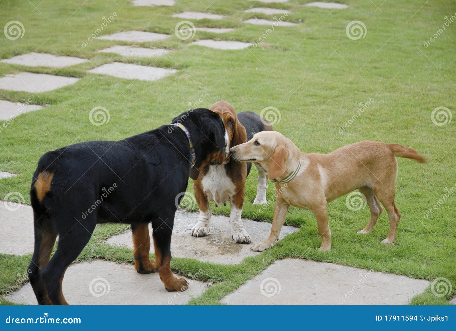 Dog Huddle stock photo. Image of meeting, abstract, conference - 17911594