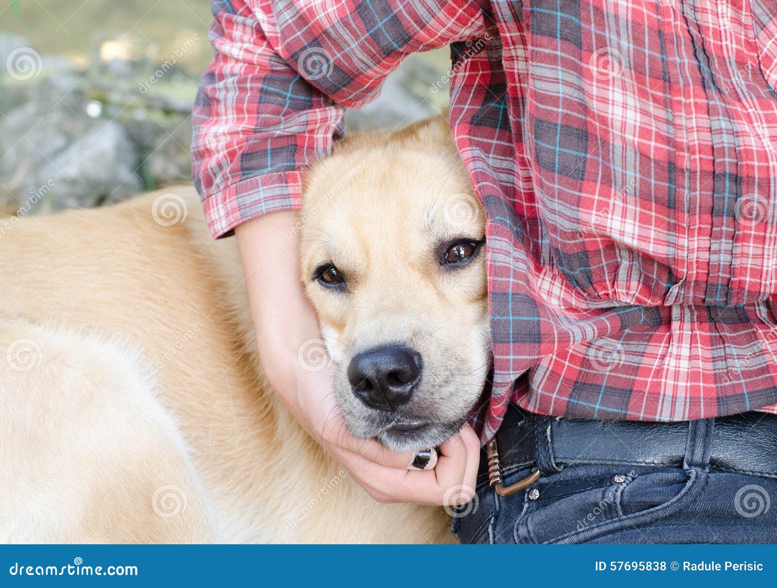 Dog in hug stock photo. Image of emotional, labrador - 57695838