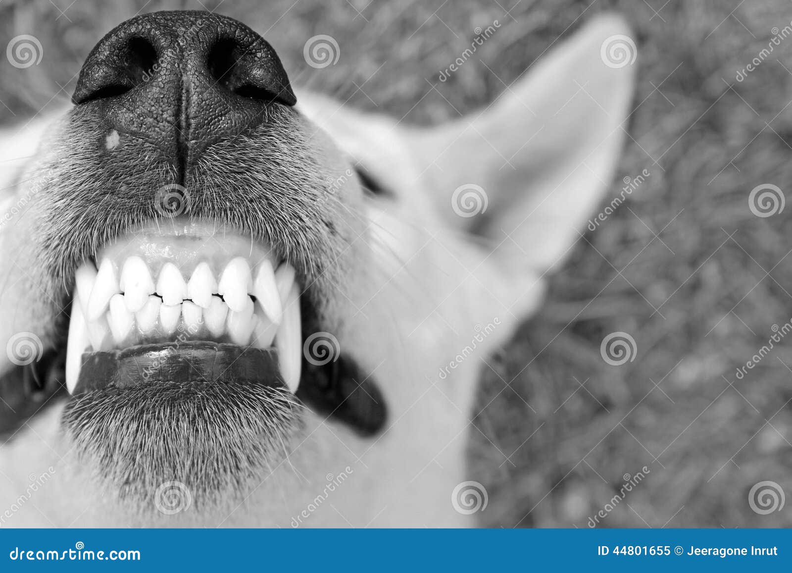 Dog with huge smile stock image. Image of buddy, fang - 44801655