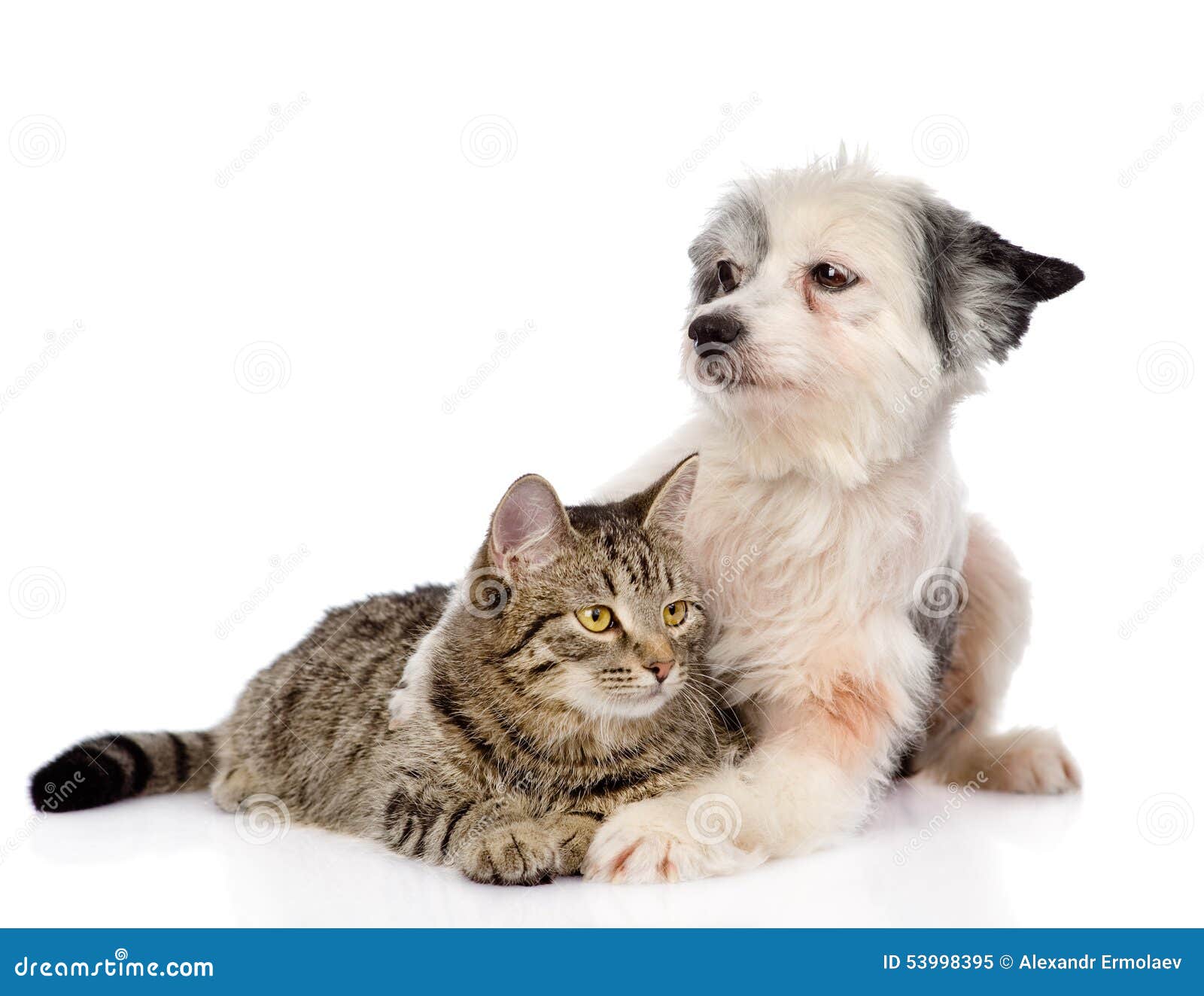 Dog Hugging Cat. Isolated on White Background Stock Image - Image of ...