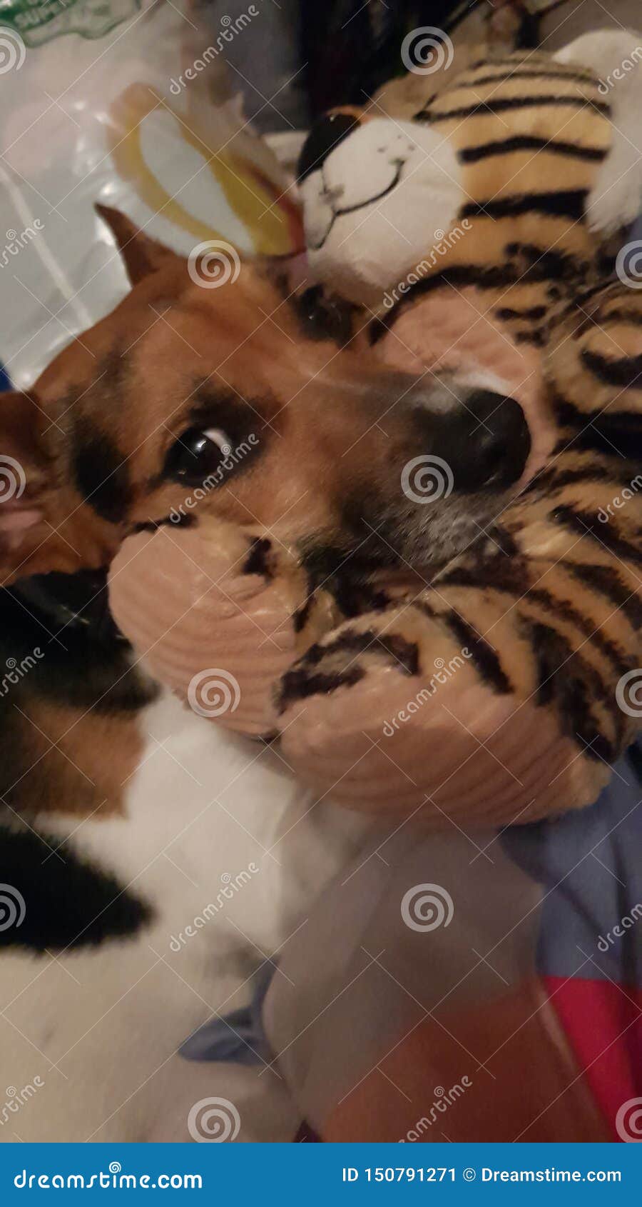 Dog hugging tiger plushie stock image. Image of tiger - 150791271