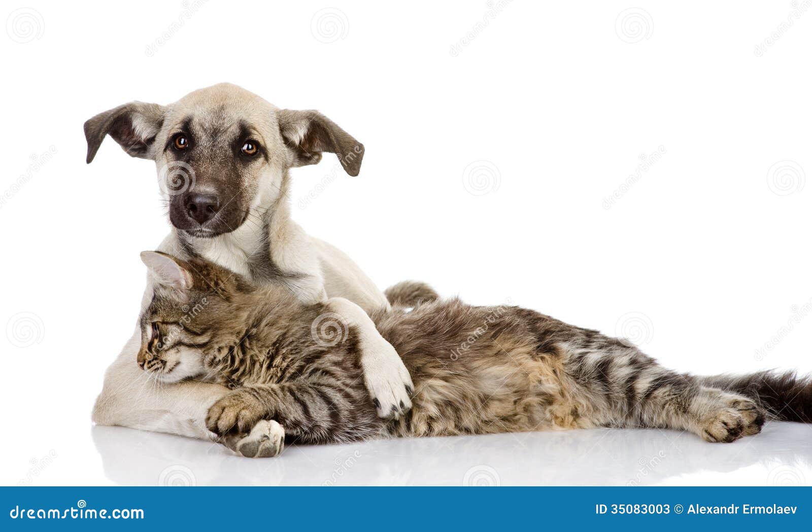 The dog hugs a cat. stock image. Image of kitten, close - 35083003