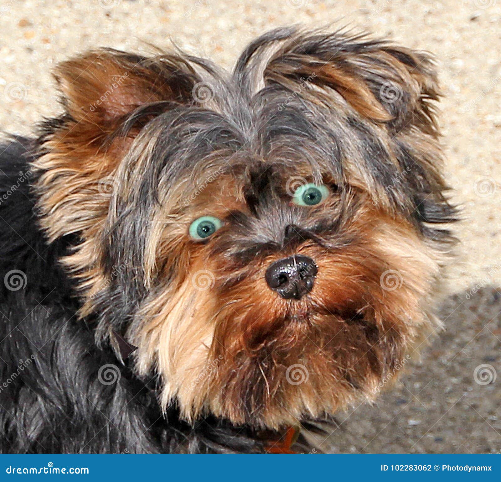 Dog with human expression stock photo. Image of expression - 102283062