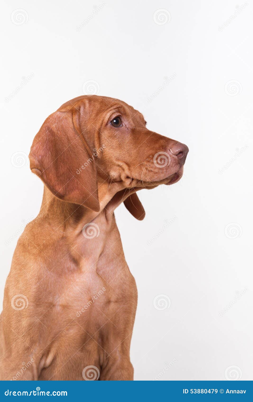 Dog Hungarian Vizsla Pointer Stock Image - Image of cute, breed: 53880479