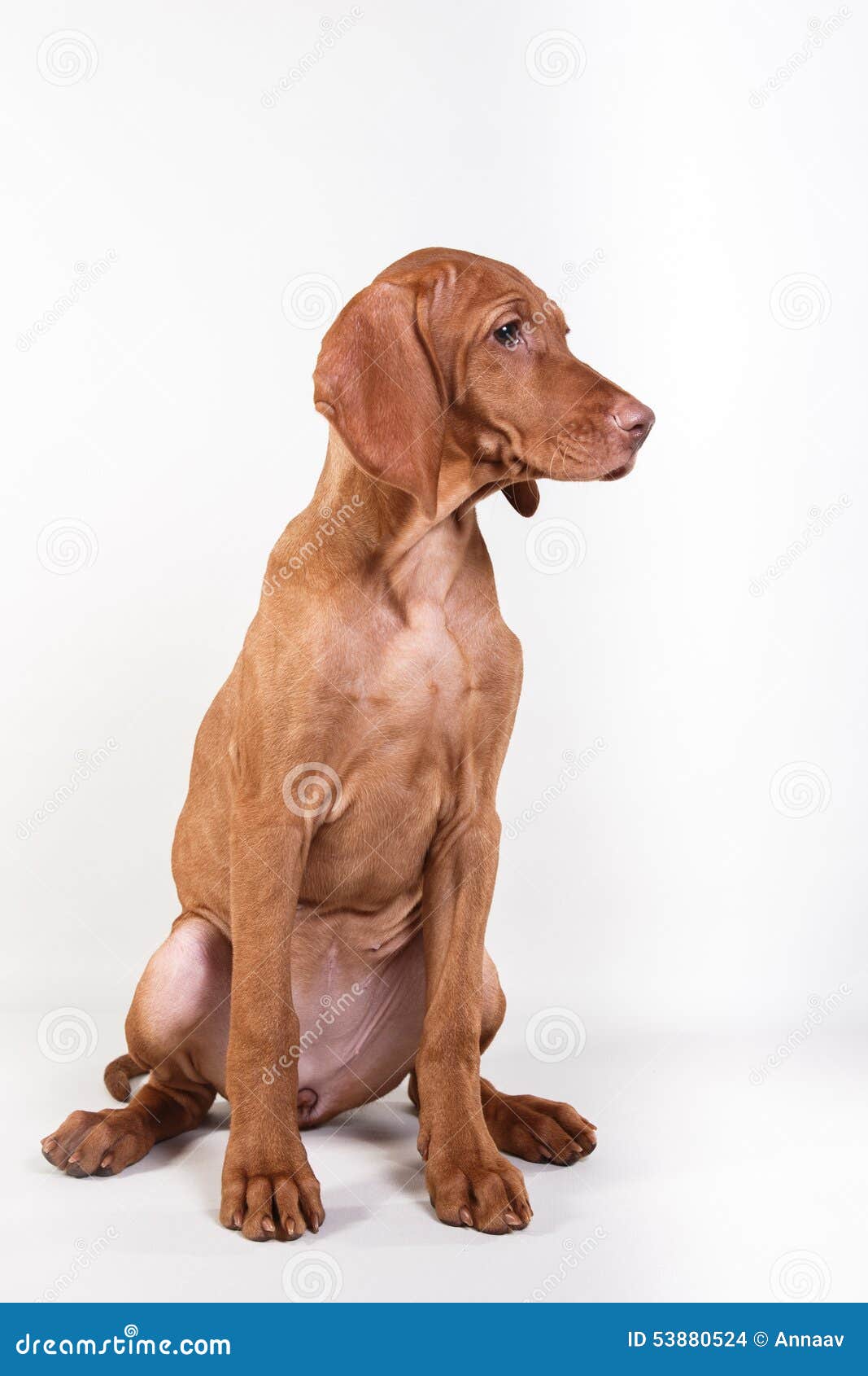 Dog Hungarian Vizsla Pointer Stock Photo - Image of ears, domestic ...