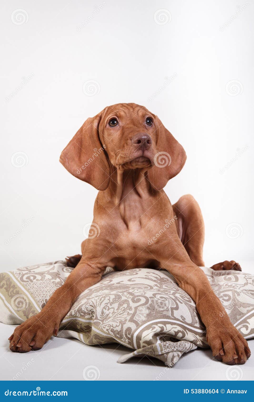 Dog Hungarian Vizsla Pointer Stock Photo - Image of laying, brown: 53880604