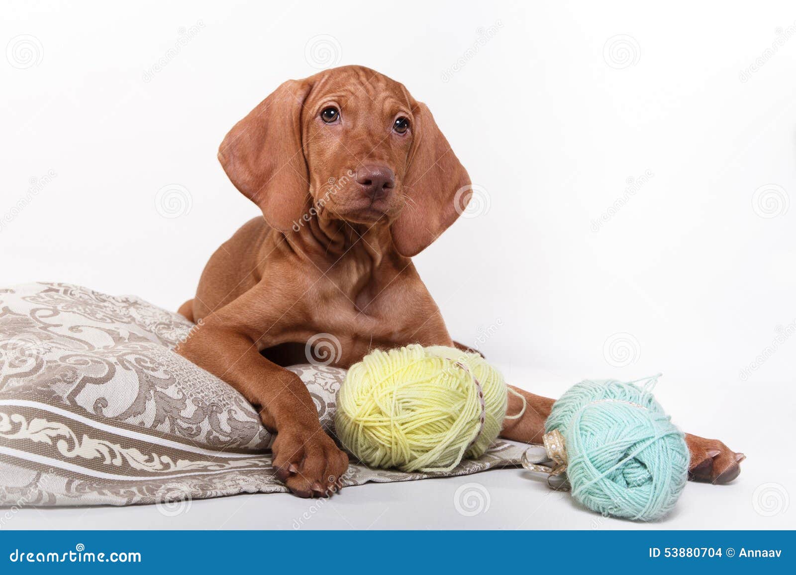 Dog Hungarian Vizsla Pointer Stock Photo - Image of flushing, pointer ...