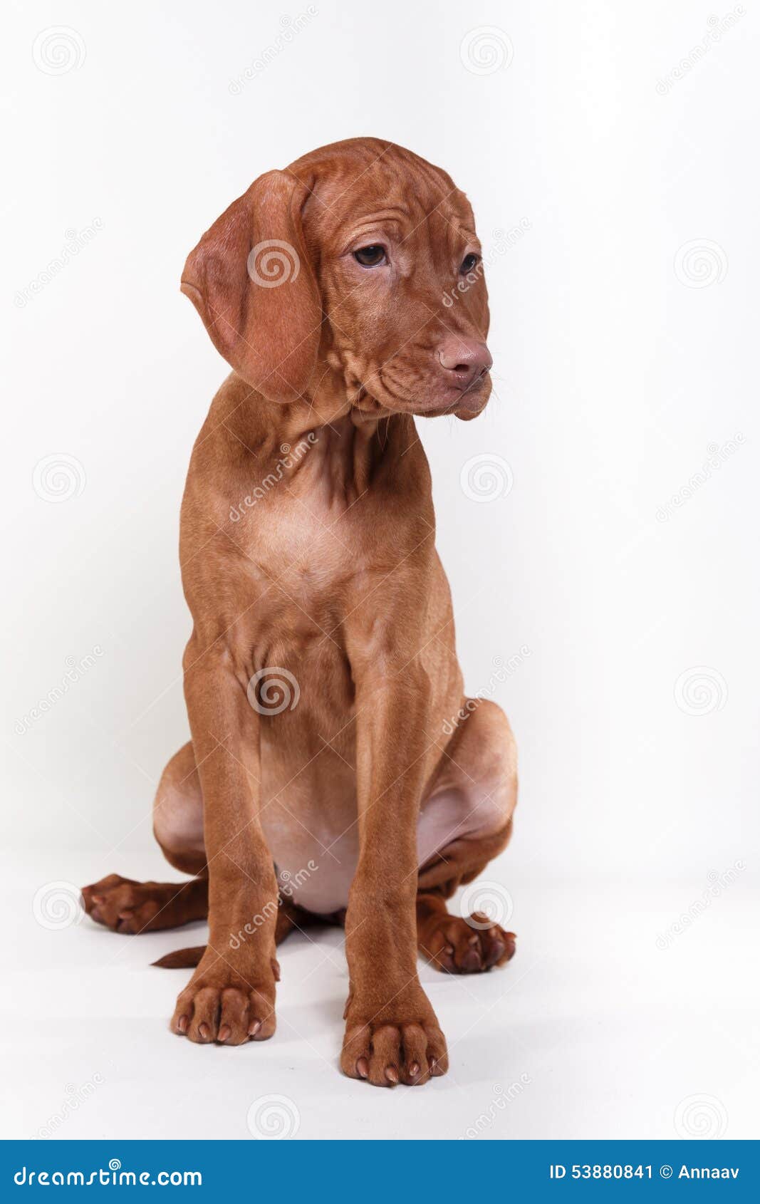Dog Hungarian Vizsla Pointer Stock Image - Image of eyes, laying: 53880841