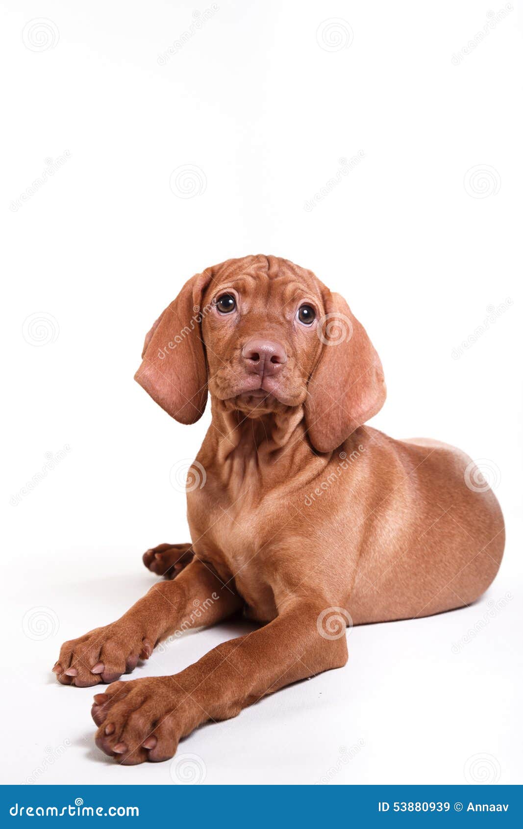 Dog Hungarian Vizsla Pointer Stock Image - Image of hunt, copper: 53880939