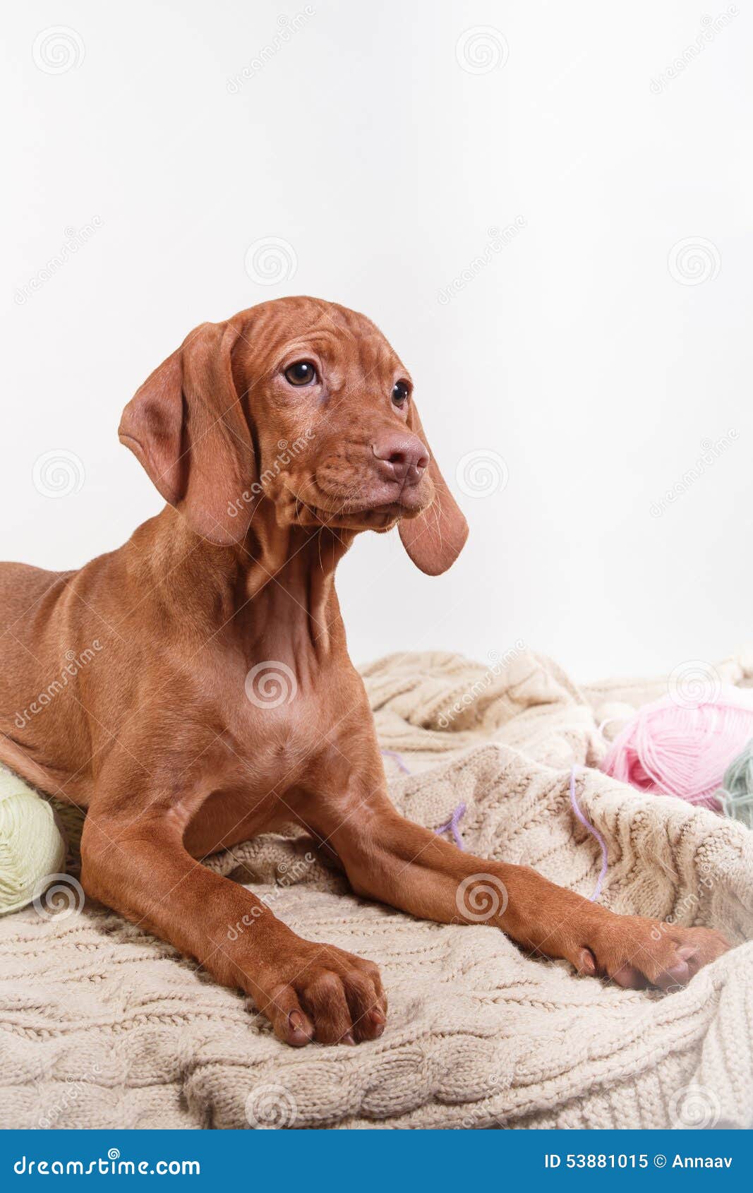Dog Hungarian Vizsla Pointer Stock Image - Image of chestnut, copper ...