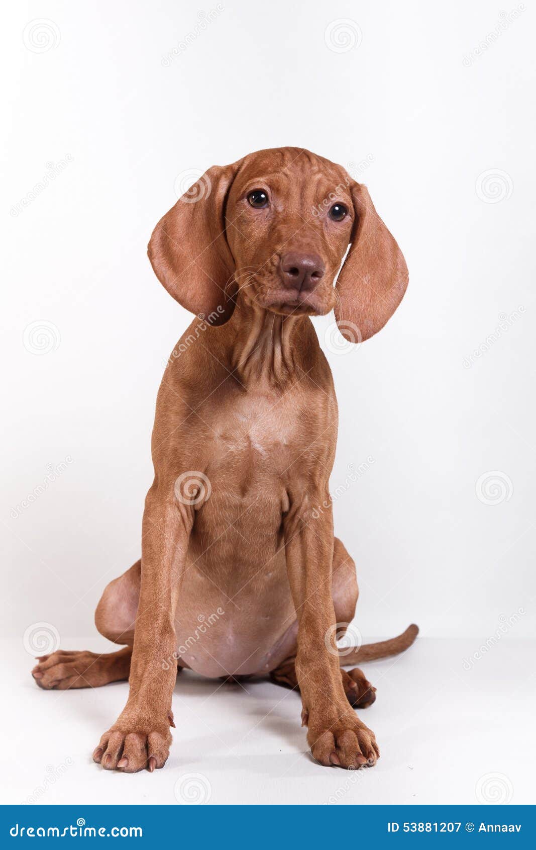 Dog Hungarian Vizsla Pointer Stock Image - Image of hunt, haired: 53881207