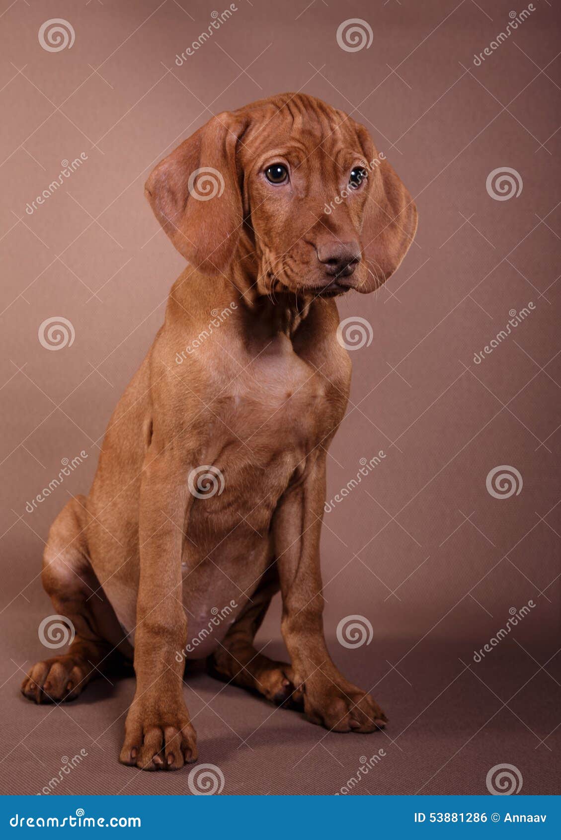 Dog Hungarian Vizsla Pointer Stock Photo - Image of hunt, flushing ...