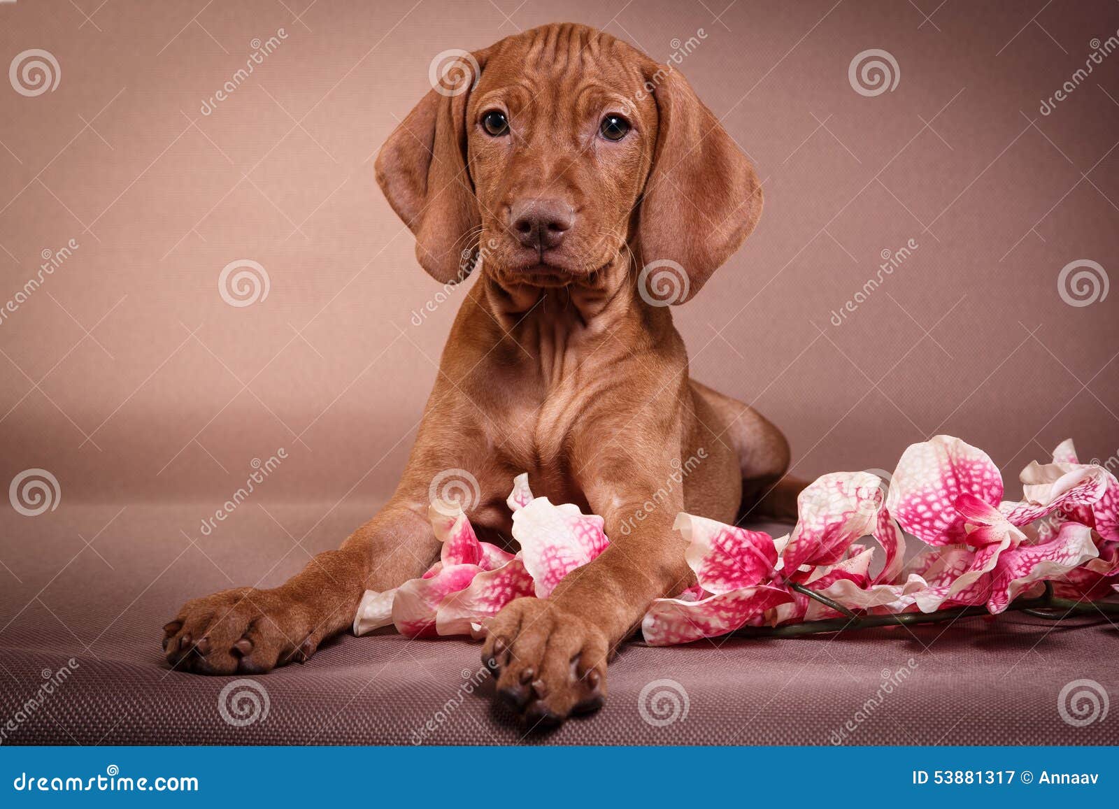 Dog Hungarian Vizsla Pointer Stock Image - Image of expression, eyes ...