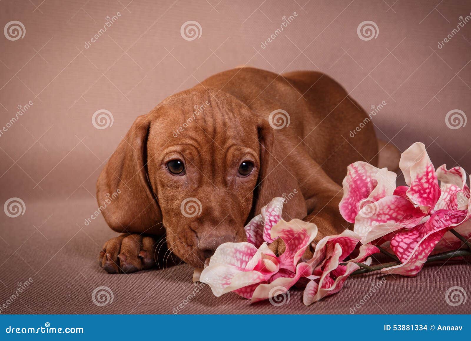 Dog Hungarian Vizsla Pointer Stock Photo - Image of pedigree, ears ...