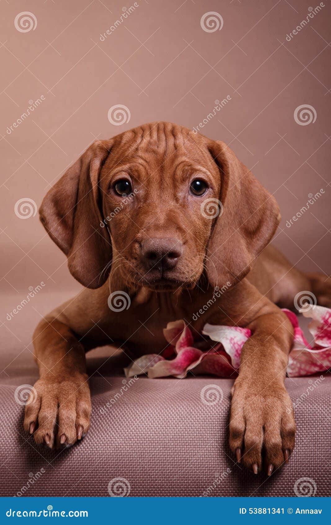 Dog Hungarian Vizsla Pointer Stock Image - Image of copper, pedigree ...