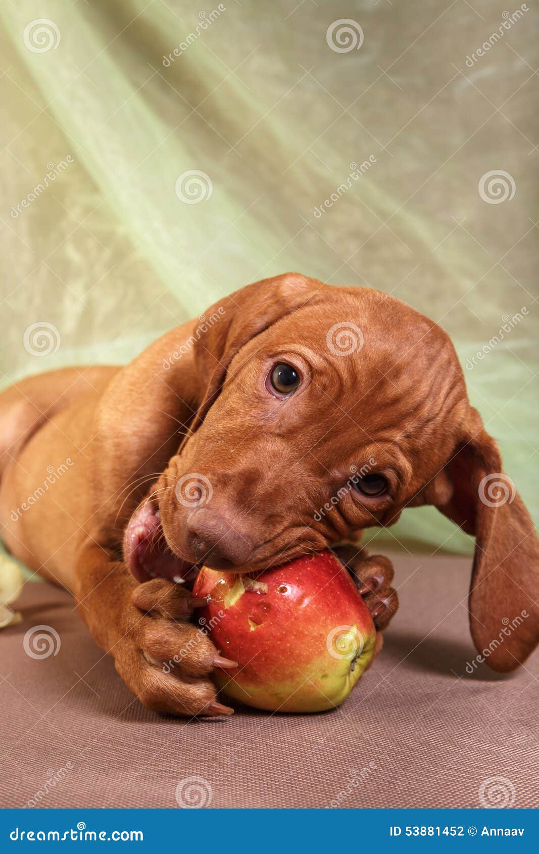 Dog Hungarian Vizsla Pointer Stock Photo - Image of cute, background ...